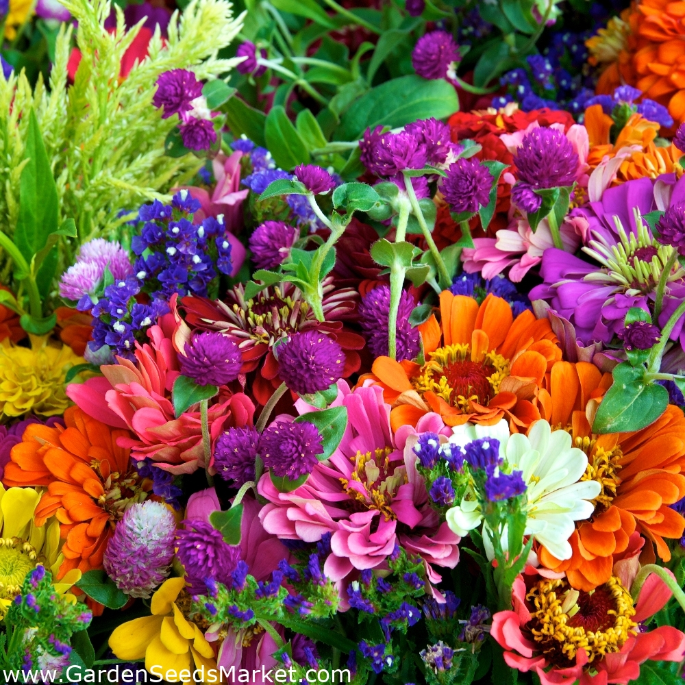 Plante anuale pentru semințe mixte de flori tăiate - 60 de semințe ...