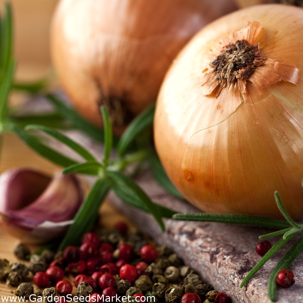 Semená cibule Wolska - Allium cepa - 1250 semien - Allium cepa L ...