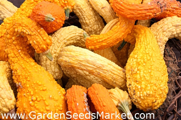 Ornamental Gourd - Yellow Crookneck - Golden Curved Squash, Ornamental ...