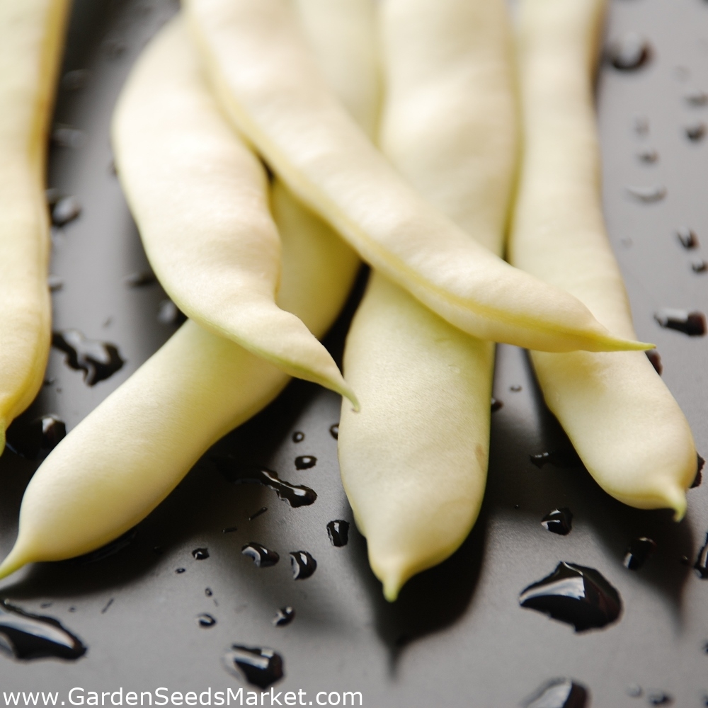 Dwarf, kuning kacang Perancis "Galopka" - 100 biji - Phaseolus vulgaris ...