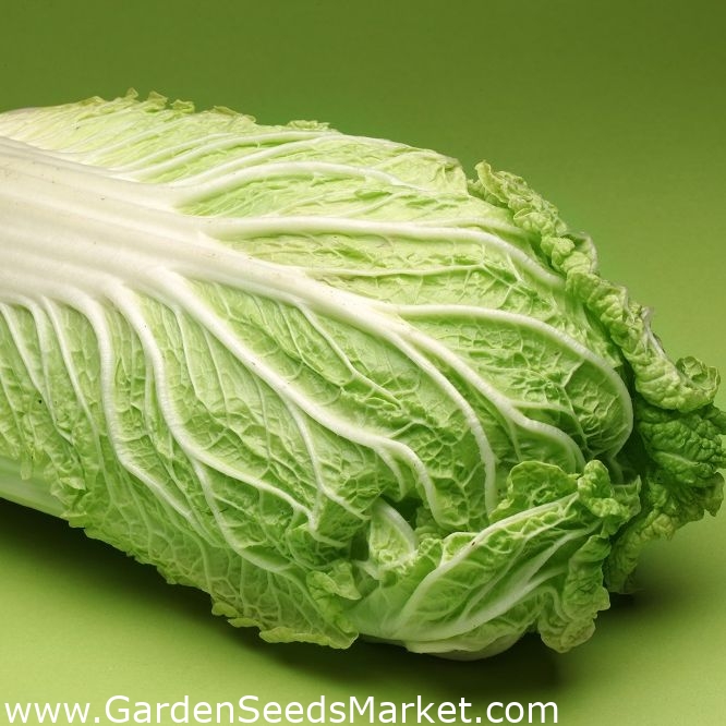 Kubis Cina - set benih 6 jenis tumbuhan sayur-sayuran - – Garden Seeds ...