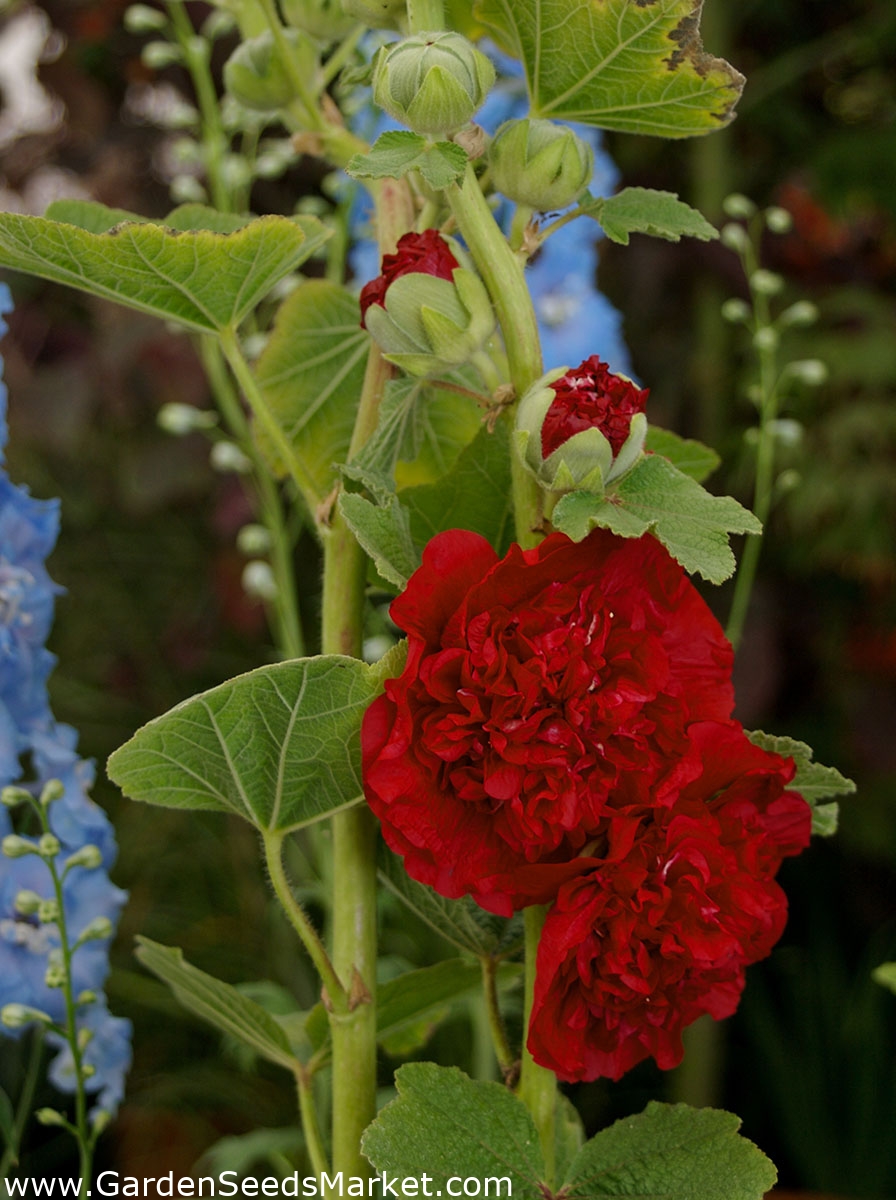 Malva-rosa vermelha comum - 50 sementes - Althaea rosea – Garden Seeds ...