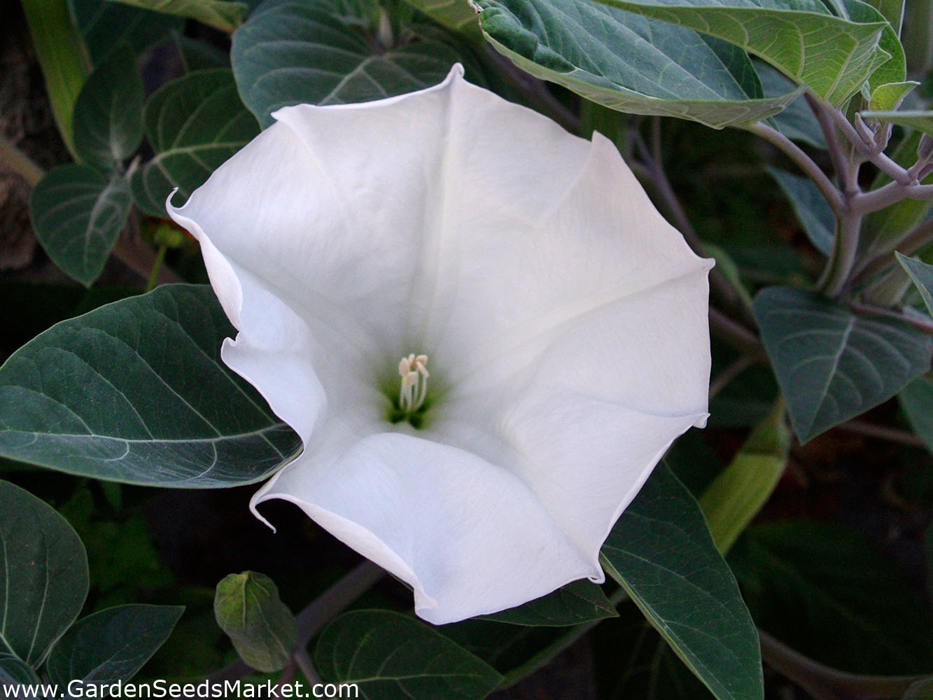 Valge kuradi trompet; metel - 28 seemnet - Datura fastuosa - seemned ...