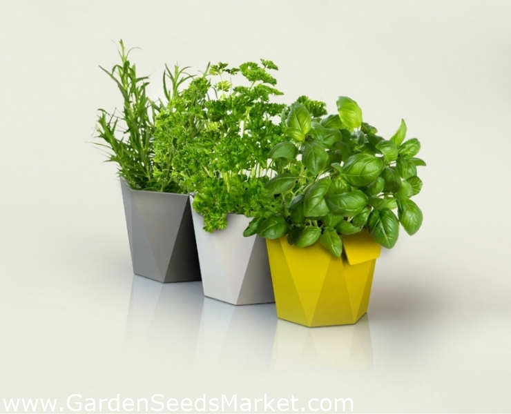 Modular herbal pot - Heca - 12,5 cm - Anthracite – Garden Seeds Market ...