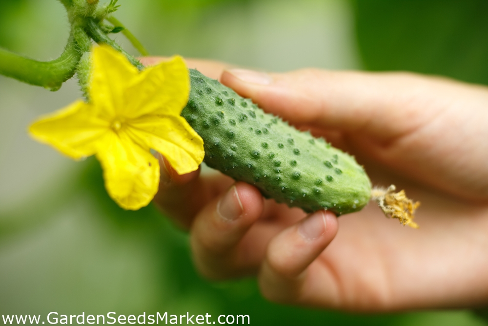 Almindelig Agurk - Anulka - 105 frø - Cucumis sativus – Garden Seeds ...