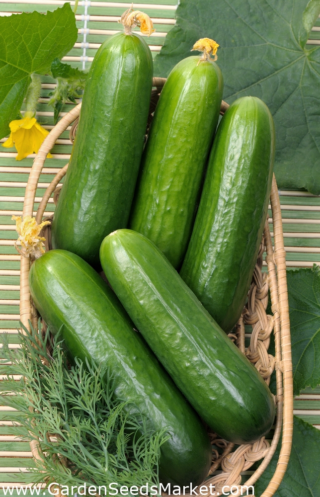 Paprastasis agurkas - Iwa - 35 sēklas - Cucumis sativus – Garden Seeds ...