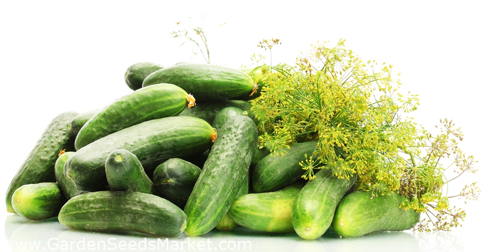 Augurken - Sander - 105 zaden - Cucumis sativus – Garden Seeds Market ...