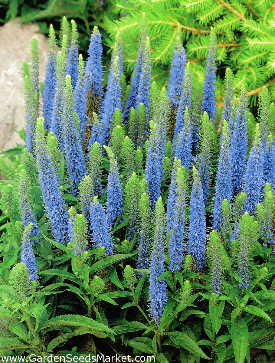 Вероника колосистая - Light Blue - Veronica spicata – Garden Seeds ...
