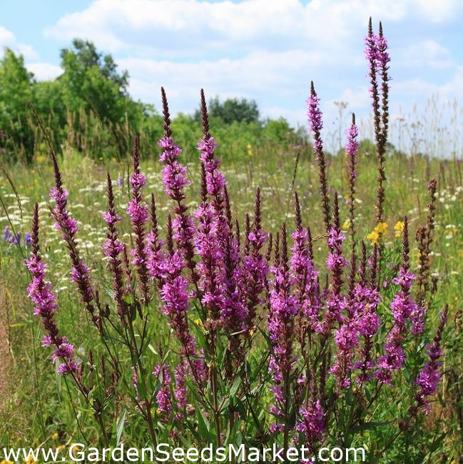 Purple loosestrife, spiked loosestrife, purple lythrum - 11500 seeds ...