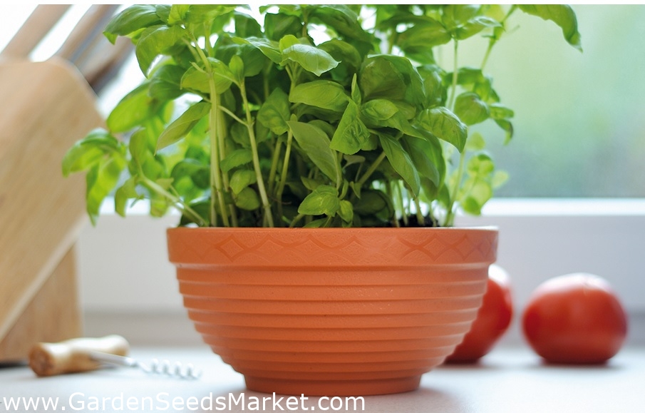 Round flower pot, bowl - Misa - 26 cm - Terracotta – Garden Seeds ...