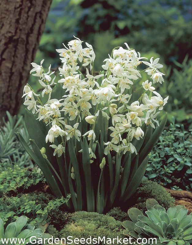 Scilla, Squill Siberica Alba - 10 หลอด - Scilla Siberica Alba – Garden ...