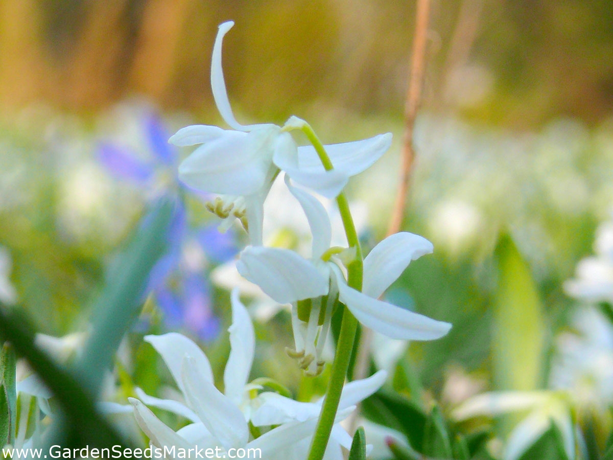Scilla Siberica Alba - pacote de 10 peças – Garden Seeds Market | Frete ...