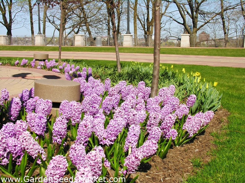 Hyacinthus Splendid Cornelia – Hyazinthe Splendid Cornelia - 3 Zwiebeln ...
