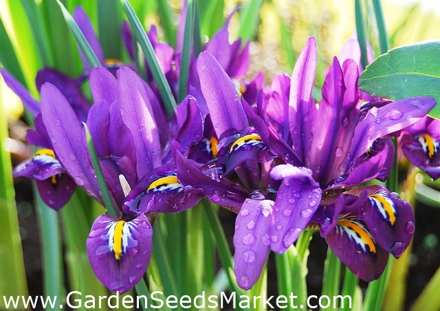Iris Réticulée - Iris reticulata - George - paquet de 10 pièces ...