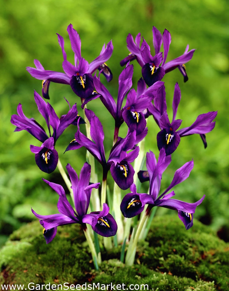 Iris Réticulée - Iris reticulata - George - paquet de 10 pièces ...