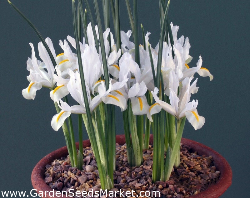 Iris White - 10 لامپ - Iris reticulata – Garden Seeds Market | ارسال رایگان