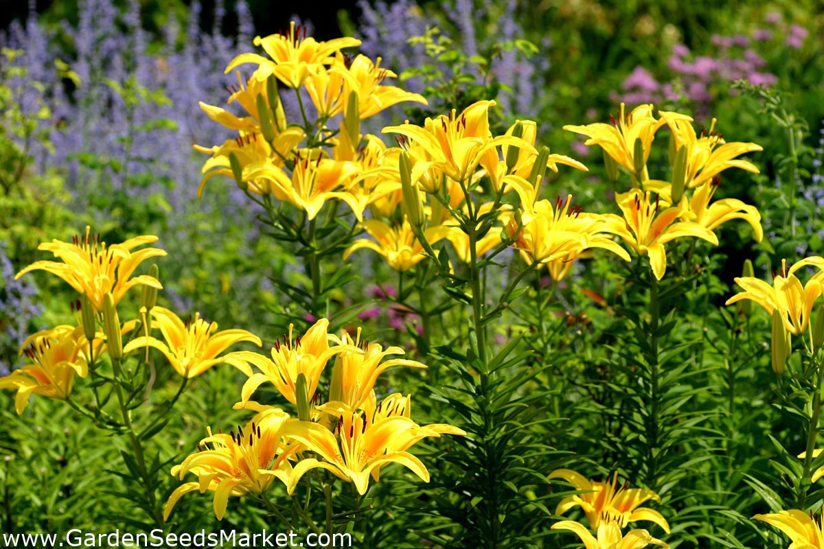 Lys Asiatique Jaune - Lilium Asiatic White – Garden Seeds Market ...