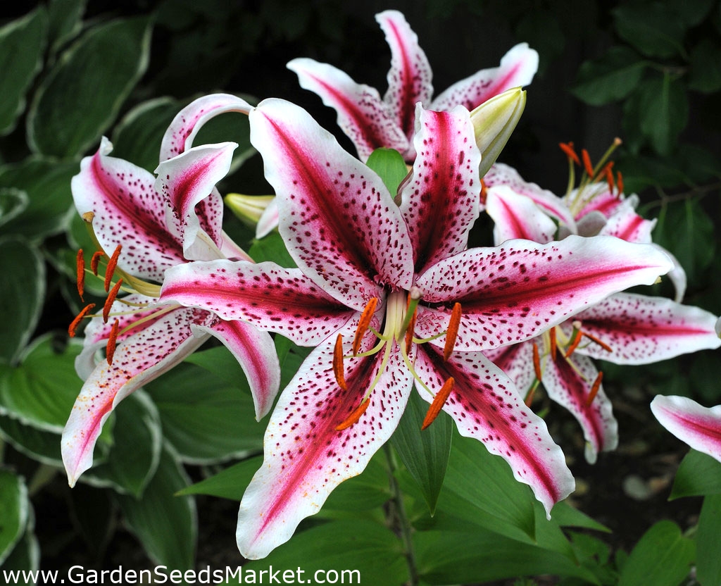 Lilium, Lily Dizzy - květinové cibulky / hlíza / kořen - Lilium Dizzy ...