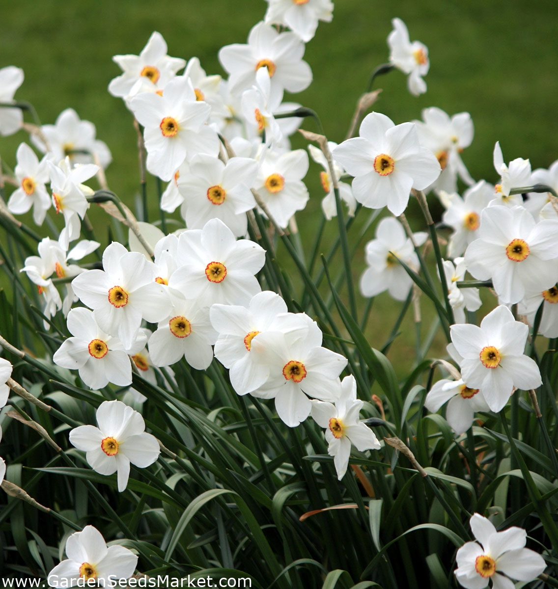 Narcissus Actaea - Daffodil Actaea - 5 bulbs – Garden Seeds Market ...