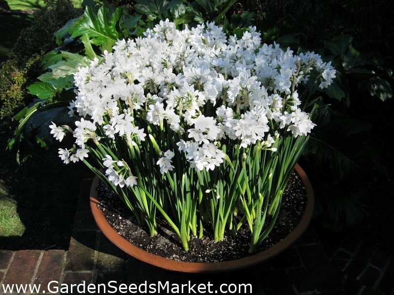 Narcissus Paperwhites Ziva - Daffodil Paperwhites Ziva - 5 bulbs ...