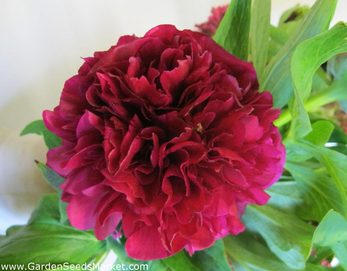 Paeonia, Peony Felix Crouse - 1 bulb – Garden Seeds Market | Free shipping