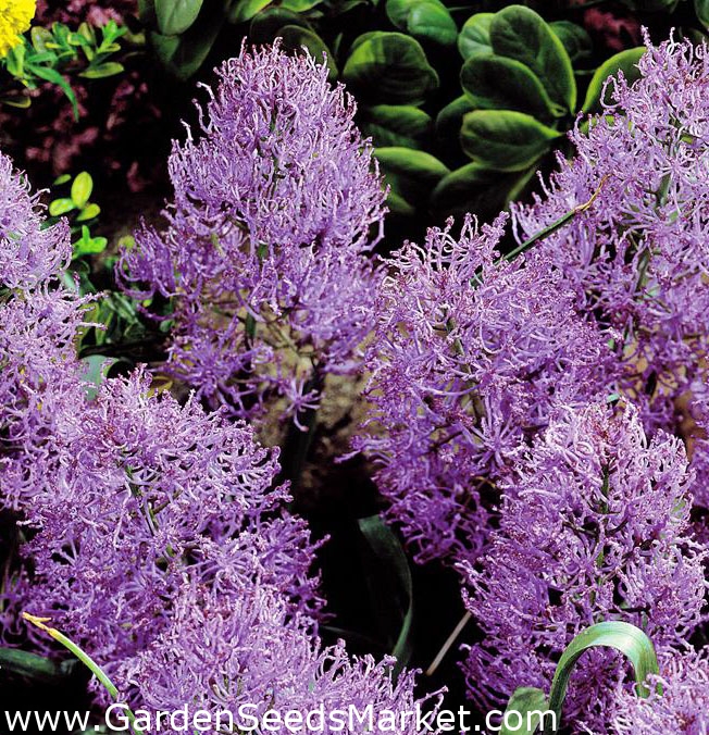 Muscari Plumosum - Grape Hyacinth Plumosum - 5 bulbs – Garden Seeds ...