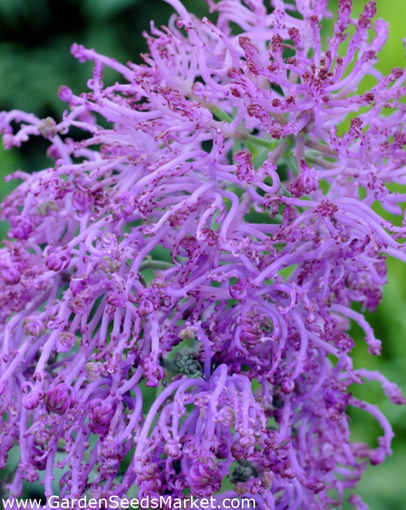 Muscari Plumosum - Grape Hyacinth Plumosum - 5 bulbs – Garden Seeds ...