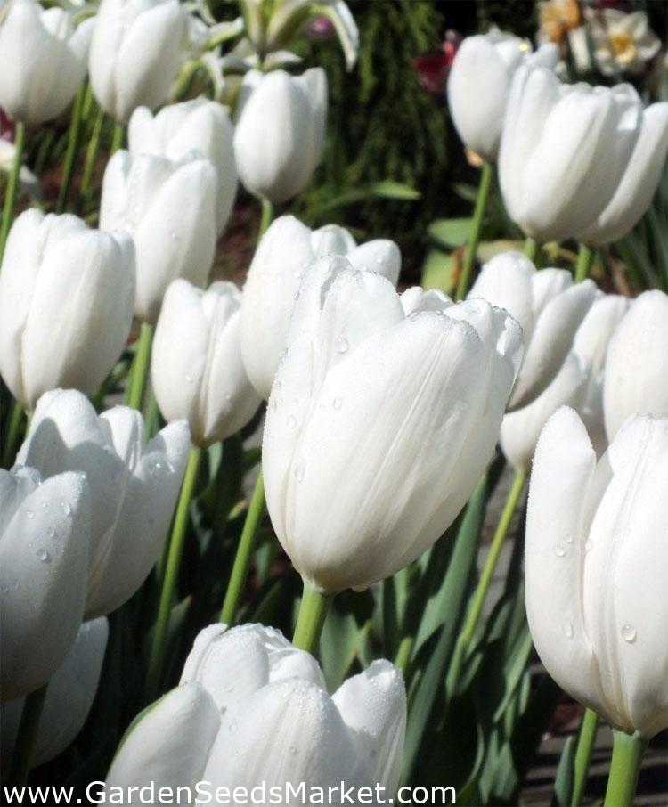 Tulipan Hakuun - pakke med 5 stk - Tulipa Hakuun – Garden Seeds Market | Gratis fragt