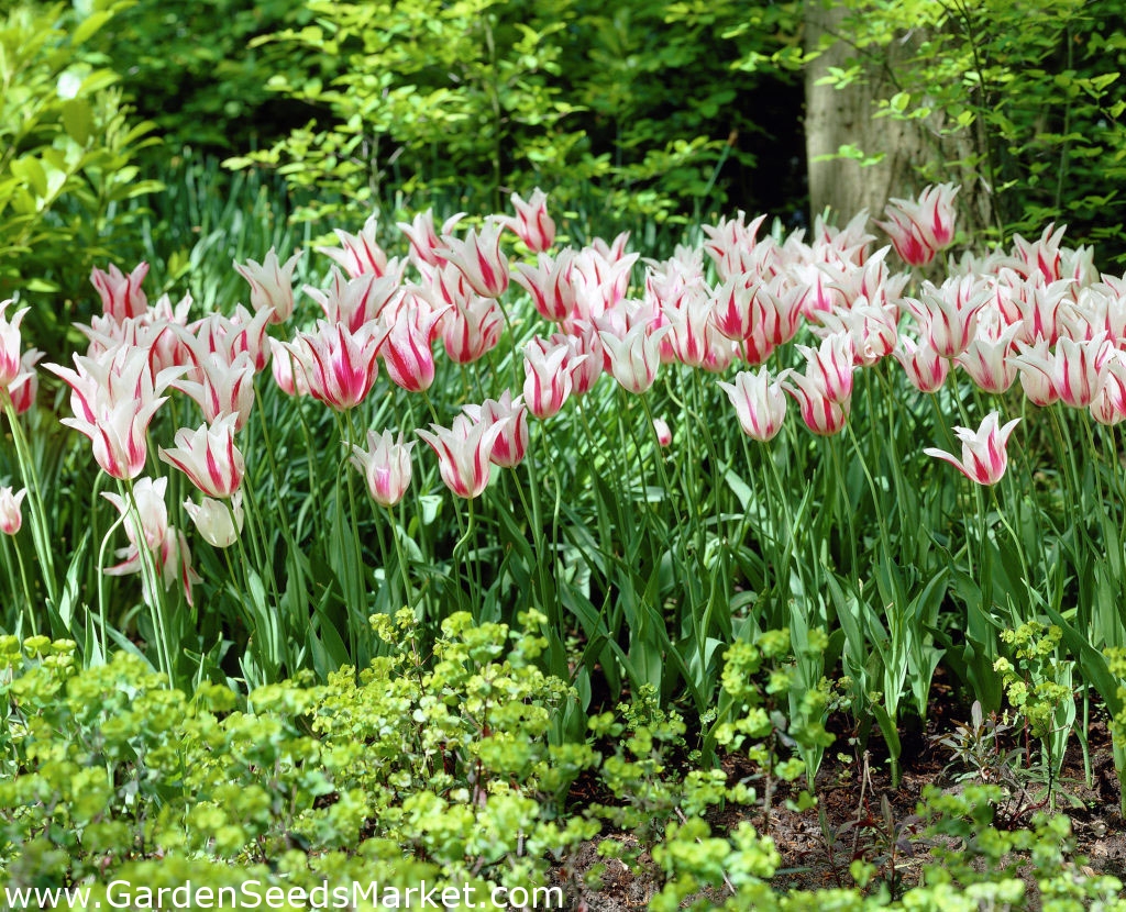 Tulipa Marilyn - Tulip Marilyn - 5 bulbs – Garden Seeds Market | Free ...