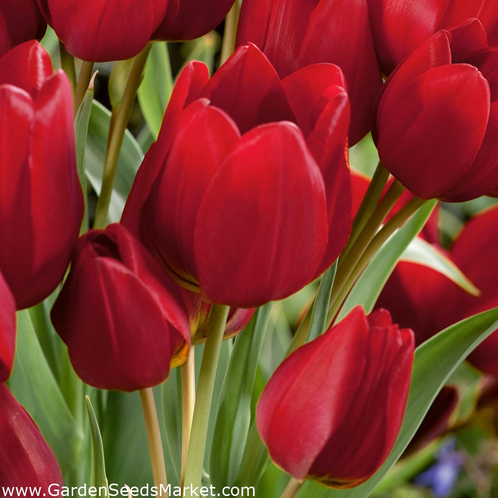Tulipa Red Georgette - Tulip Red Georgette - 5 bulbs – Garden Seeds ...
