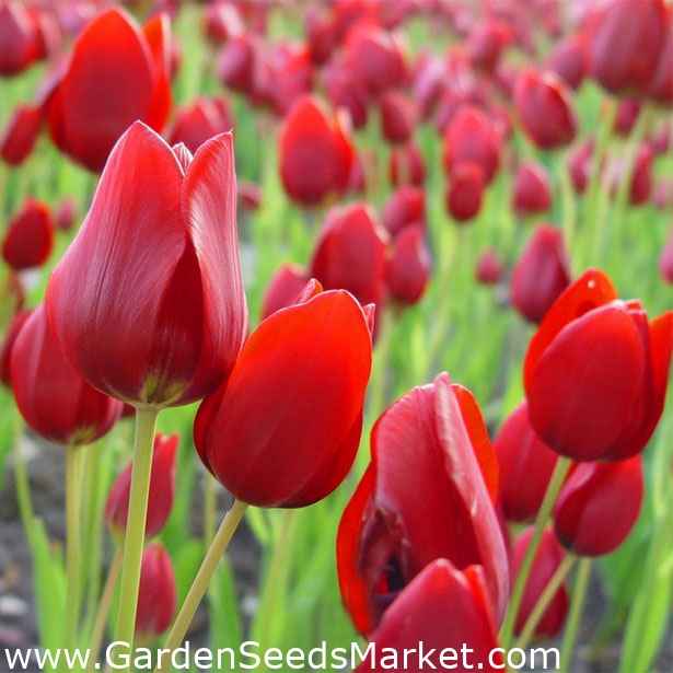 Tulipa Red Georgette - Tulip Red Georgette - 5 bulbs – Garden Seeds ...