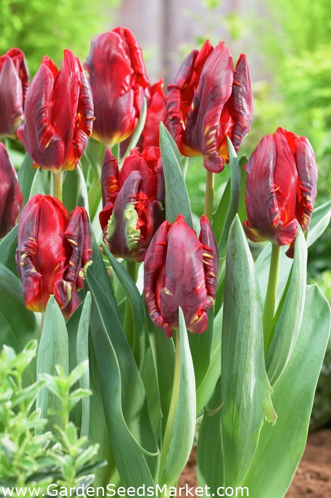 Tulipa Rococo - Tulip Rococo - 5 bulbs – Garden Seeds Market | Free ...