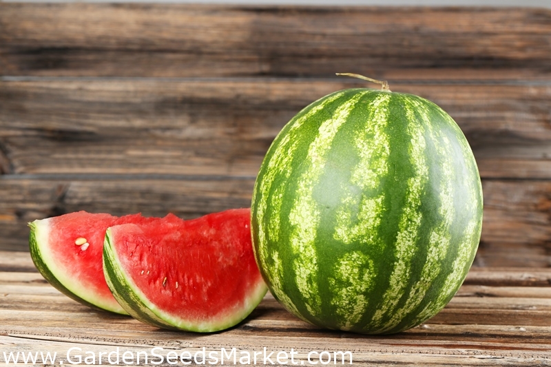 Vattenmelon - Mini Love - 5 frön - Citrullus lanatus – Garden Seeds ...