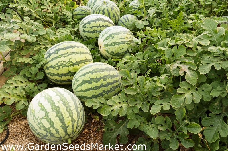 Vattenmelon - Mini Love - 5 frön - Citrullus lanatus – Garden Seeds ...