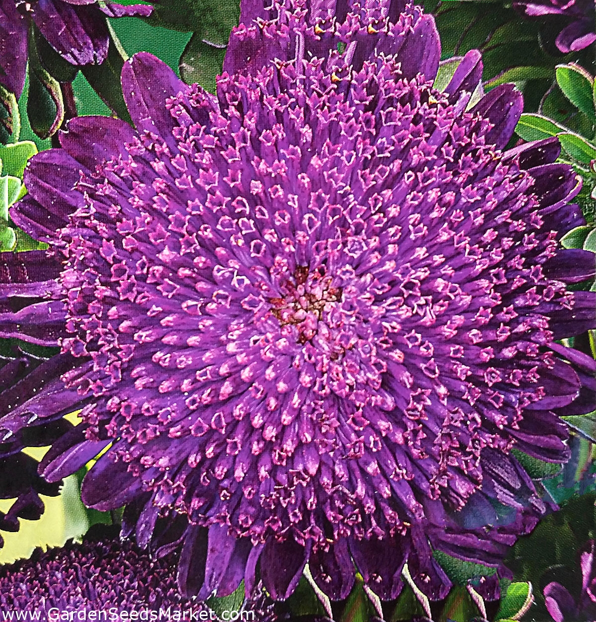 Dark purple chinese "Princess" aster - 500 seeds – Garden Seeds Market ...