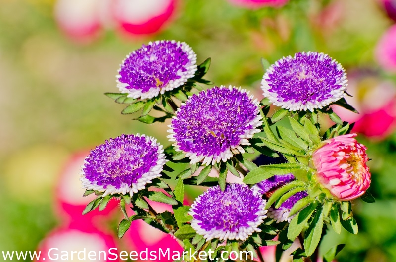 Chinese aster "Blue Moon" - 250 seeds – Garden Seeds Market | Free shipping