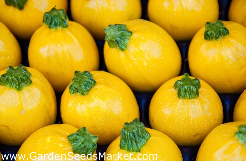 Squash - One Ball F1 - 8 frø - Cucurbita pepo – Garden Seeds Market ...