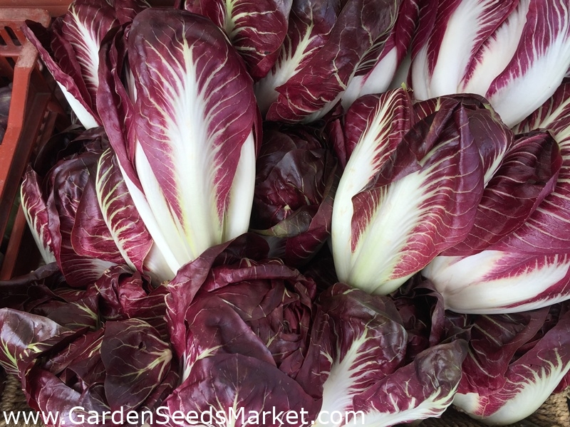 Endive "Rossa di Treviso" - 720 graines - Cichorium intybus "Rossa di ...