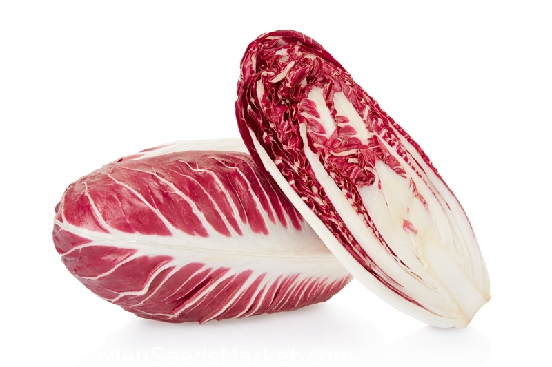 Endive "Rossa di Treviso" - 720 graines - Cichorium intybus "Rossa di ...