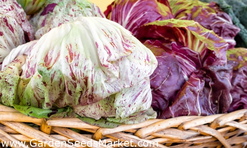 Endive "Variegata di Castelfranco" - 720 seeds - Cichorium intybus ...