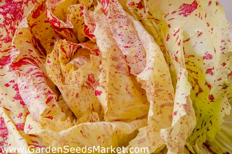 エンヴェイブ "Variegata di Castelfranco" - 720種子 - Cichorium intybus ...