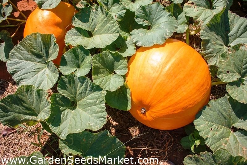 Giant squash "Karowita Bis" - Cucurbita maxima - semena – Garden Seeds ...
