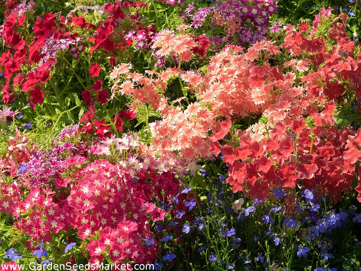 Godišnji floks, Drummondov floks - nisko rastuća mješavina - 500 ...