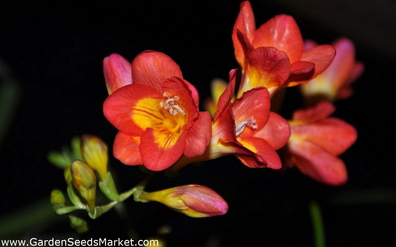 Freesia - Single Red - paquete de 10 piezas – Garden Seeds Market ...