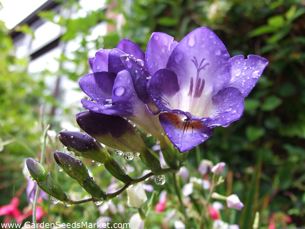 Freesia - Single Blue - paquete de 10 piezas – Garden Seeds Market ...