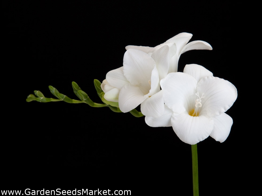 Freesia - Single White - paquete de 10 piezas – Garden Seeds Market | Envío gratis
