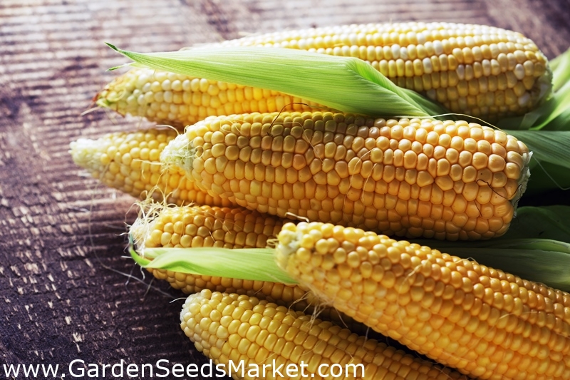 Sweet corn "Waza F1"; Sugar corn, Pole corn - 50 seeds – Garden Seeds ...