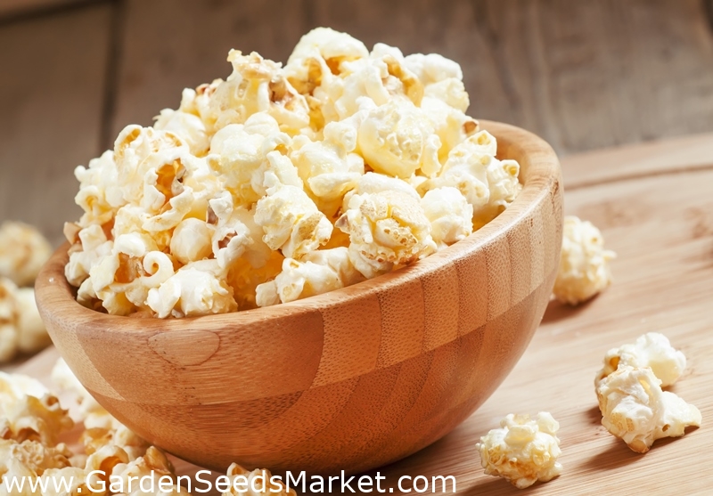 Corn "Flame" - for popcorn - 100 frø - Zea mays ssp. Everta – Garden ...