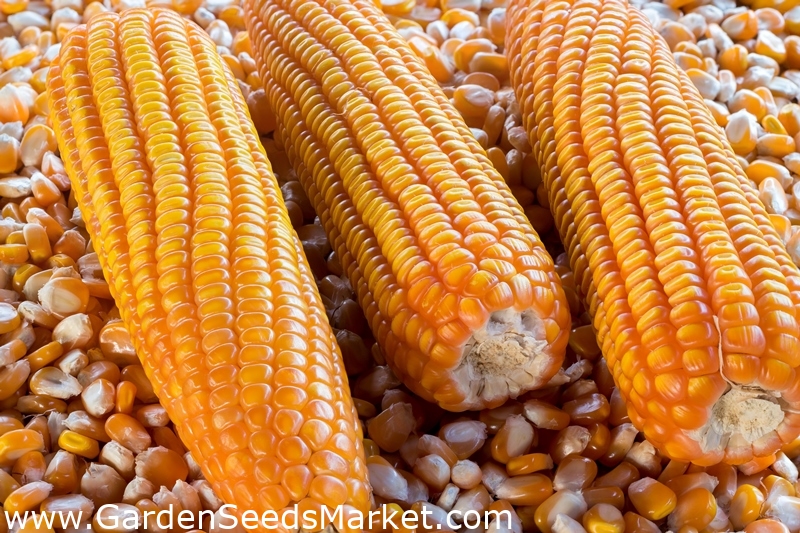 Maïs "Flame" - pour pop-corn - 100 graines - Zea mays ssp. Everta ...