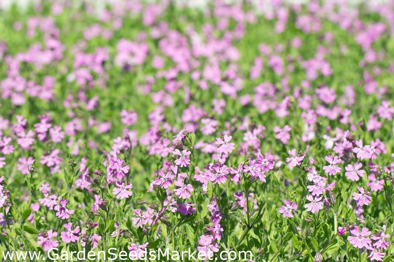 Kimajući glavu, Drooping catchfly - Silene pendula - sjemenke – Garden ...